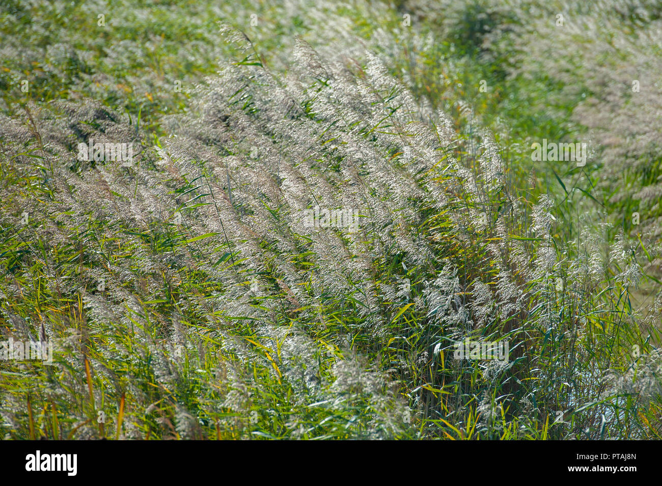Grasses blowing in the wind in early morning sunshine at RSPB Minsmere ...