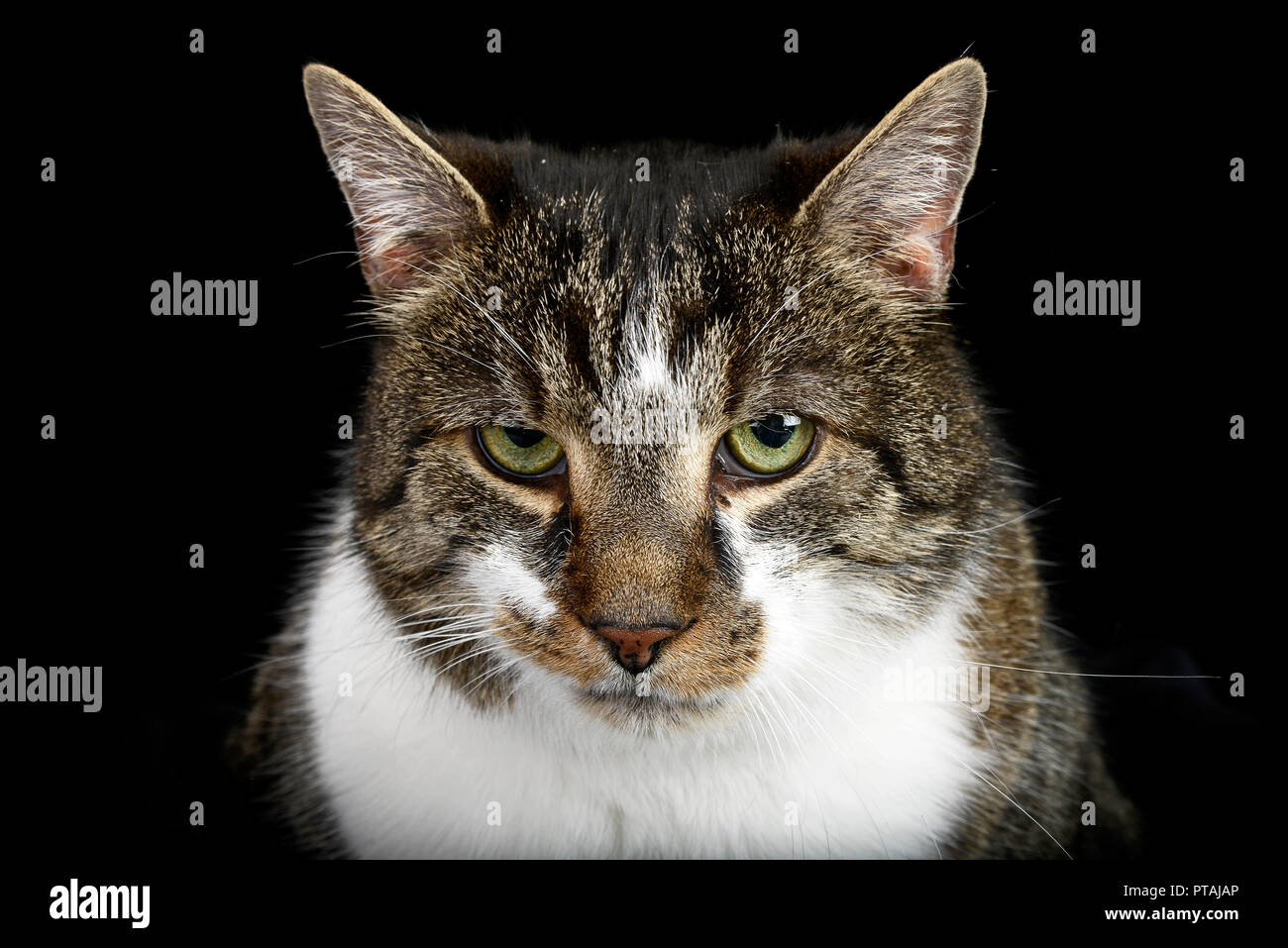 Portrait of an adorable cat, studio shot, isolated on white Stock Photo ...