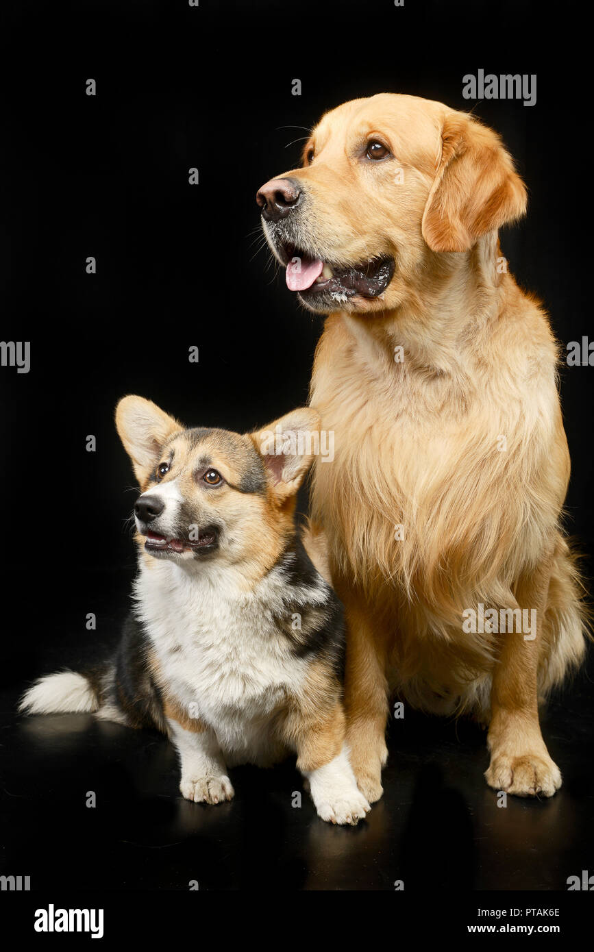 Studio shot of an adorable Corgie and a Golden retriever sitting on ...