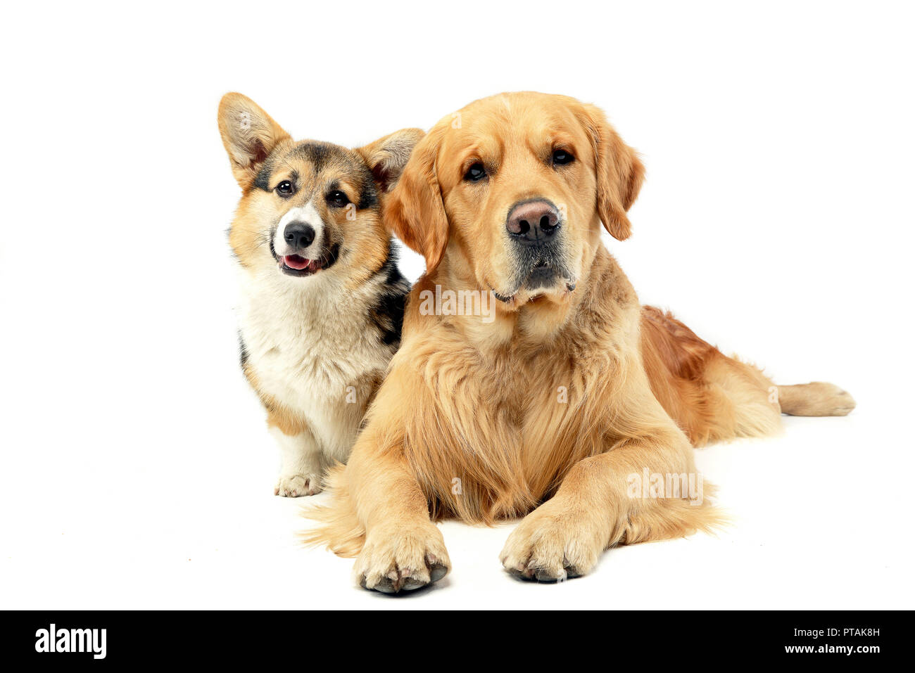 Studio shot of an adorable Corgie and a Golden retriever sitting on ...