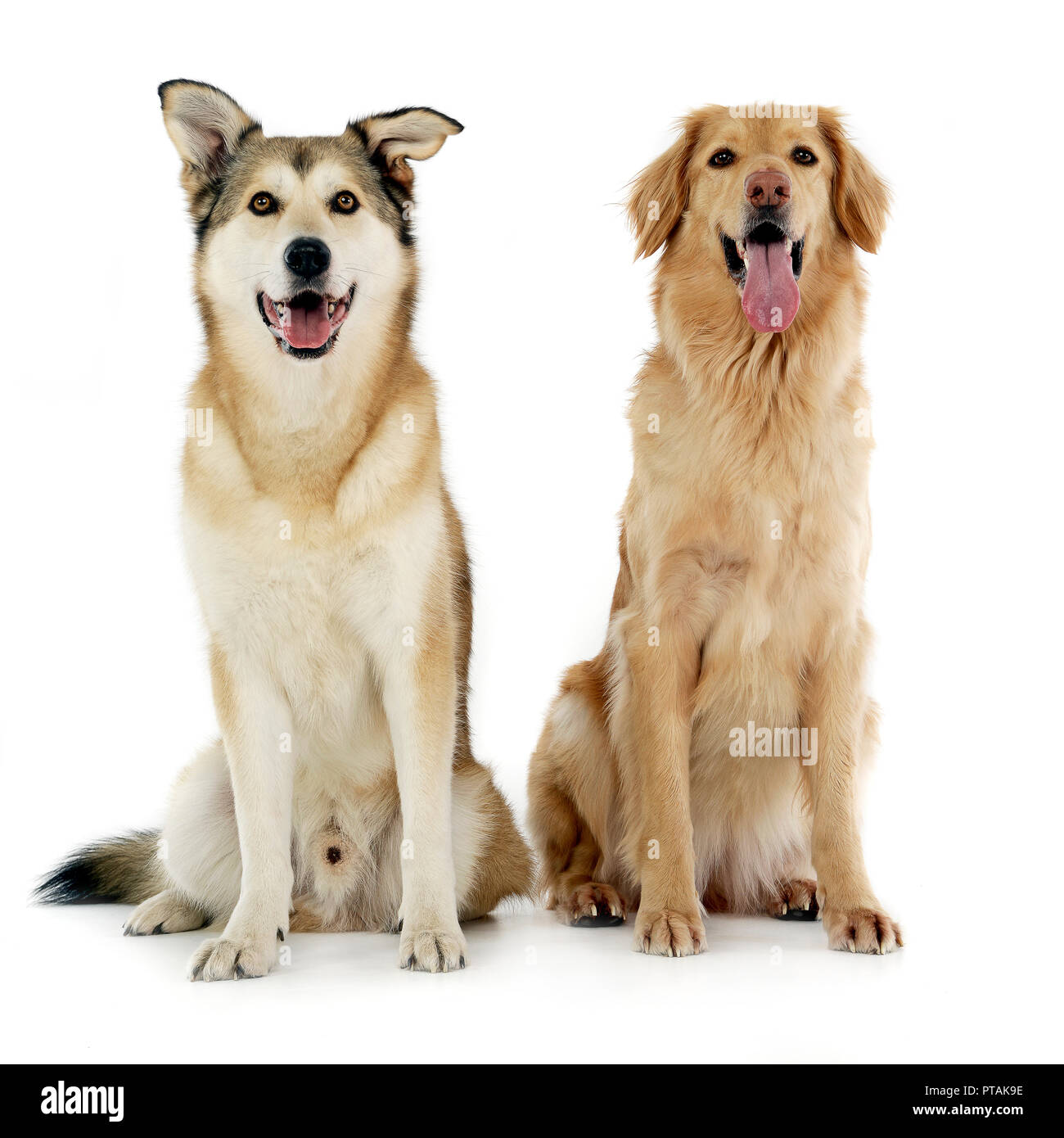 Studio shot of two adorable mixed breed dog sitting on white background ...