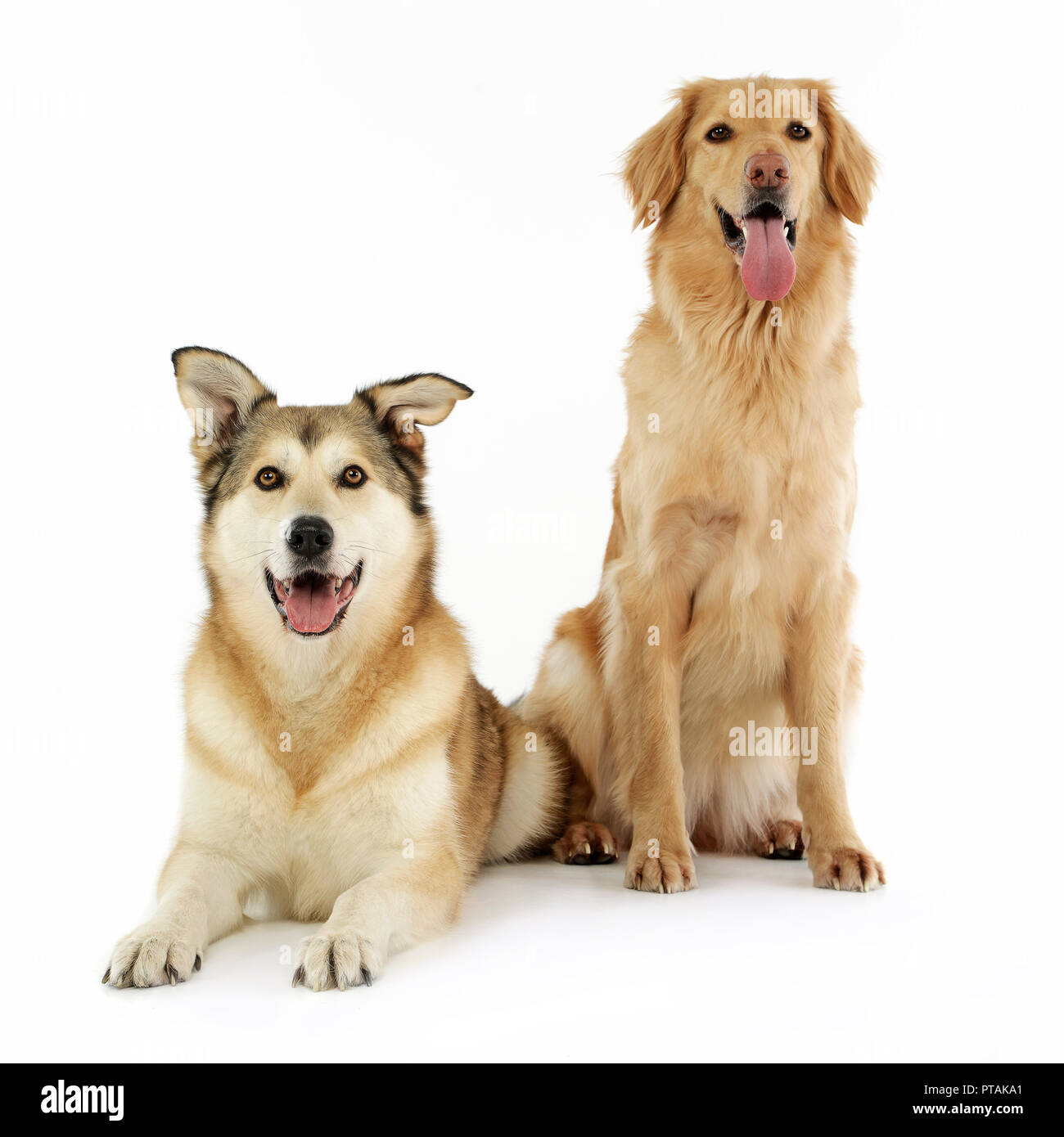 Studio shot of two adorable mixed breed dog, isolated on white Stock ...