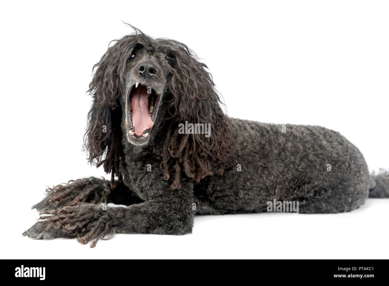 Studio shot of an adorable Puli lying on white background Stock Photo ...