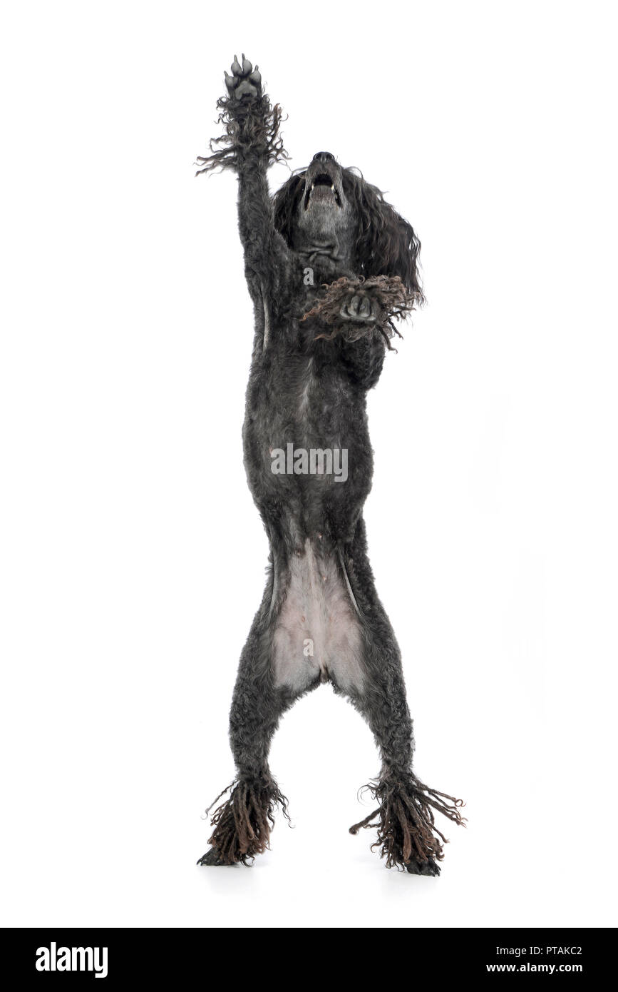 An adorable Puli standing on two legs, studio shot, isolated on white ...