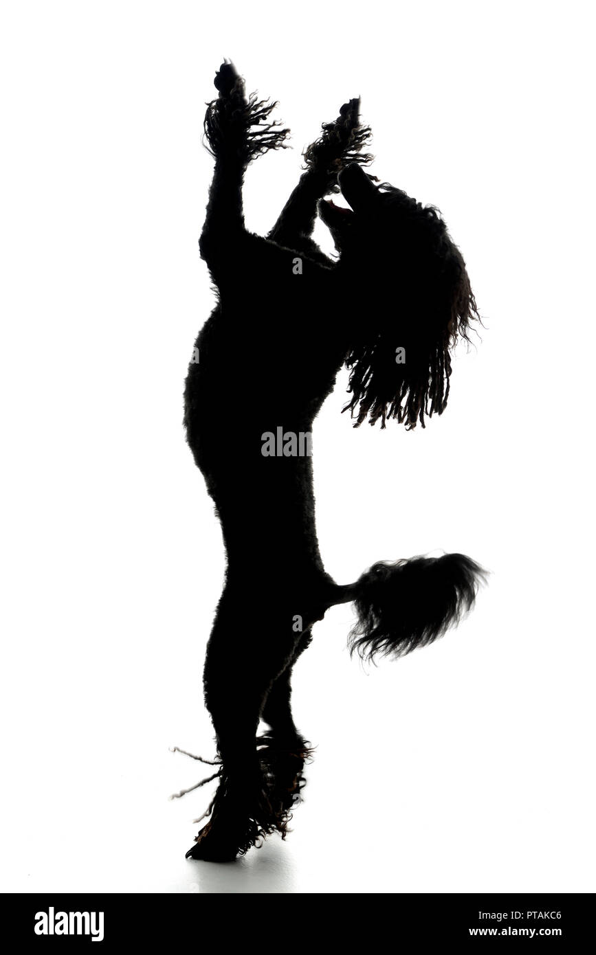 Puli dog jump hi-res stock photography and images - Alamy