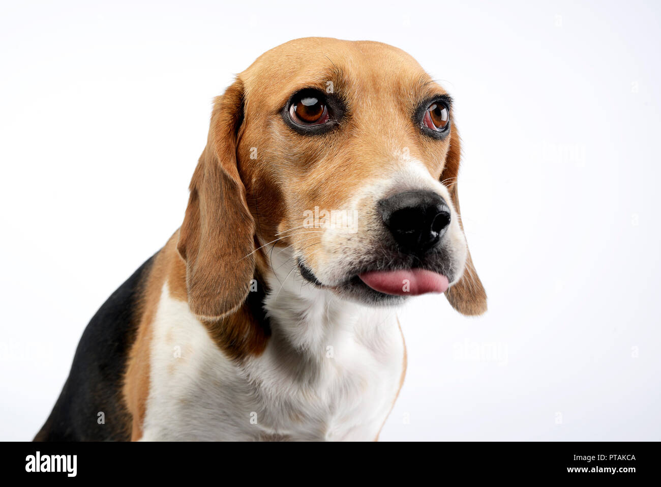 Portrait of an adorable Beagle, studio shot, isolated on white Stock ...