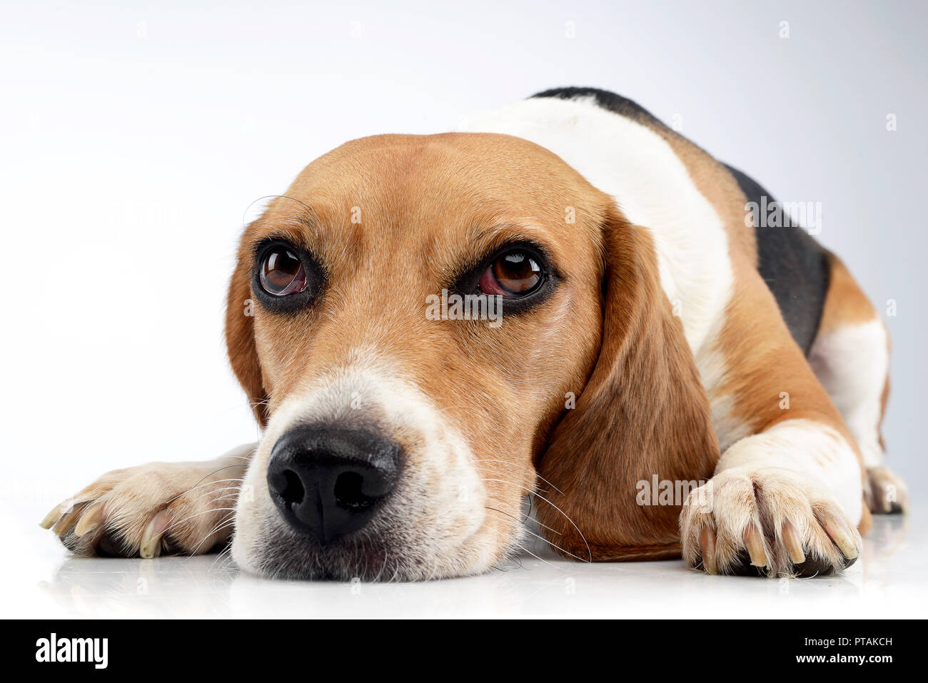 Studio shot of an adorable Beagle lying on white background Stock Photo ...