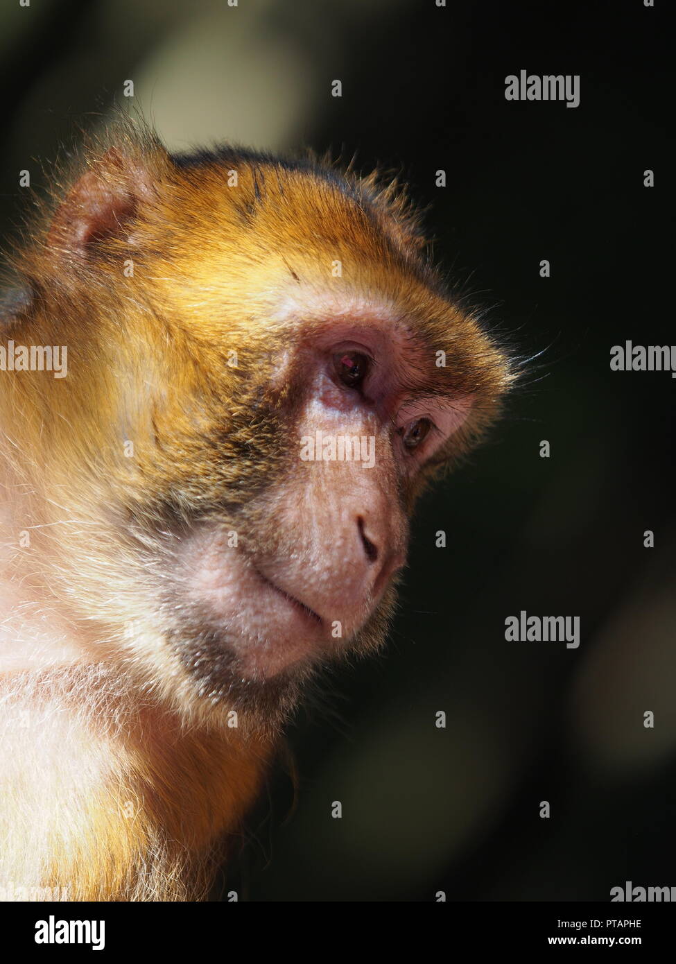 Barbary macaque portrait, Salem, Affenberg, Germany Stock Photo - Alamy