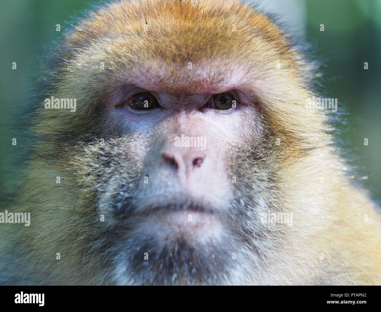 Barbary macaque portrait, Salem, Affenberg, Germany Stock Photo - Alamy