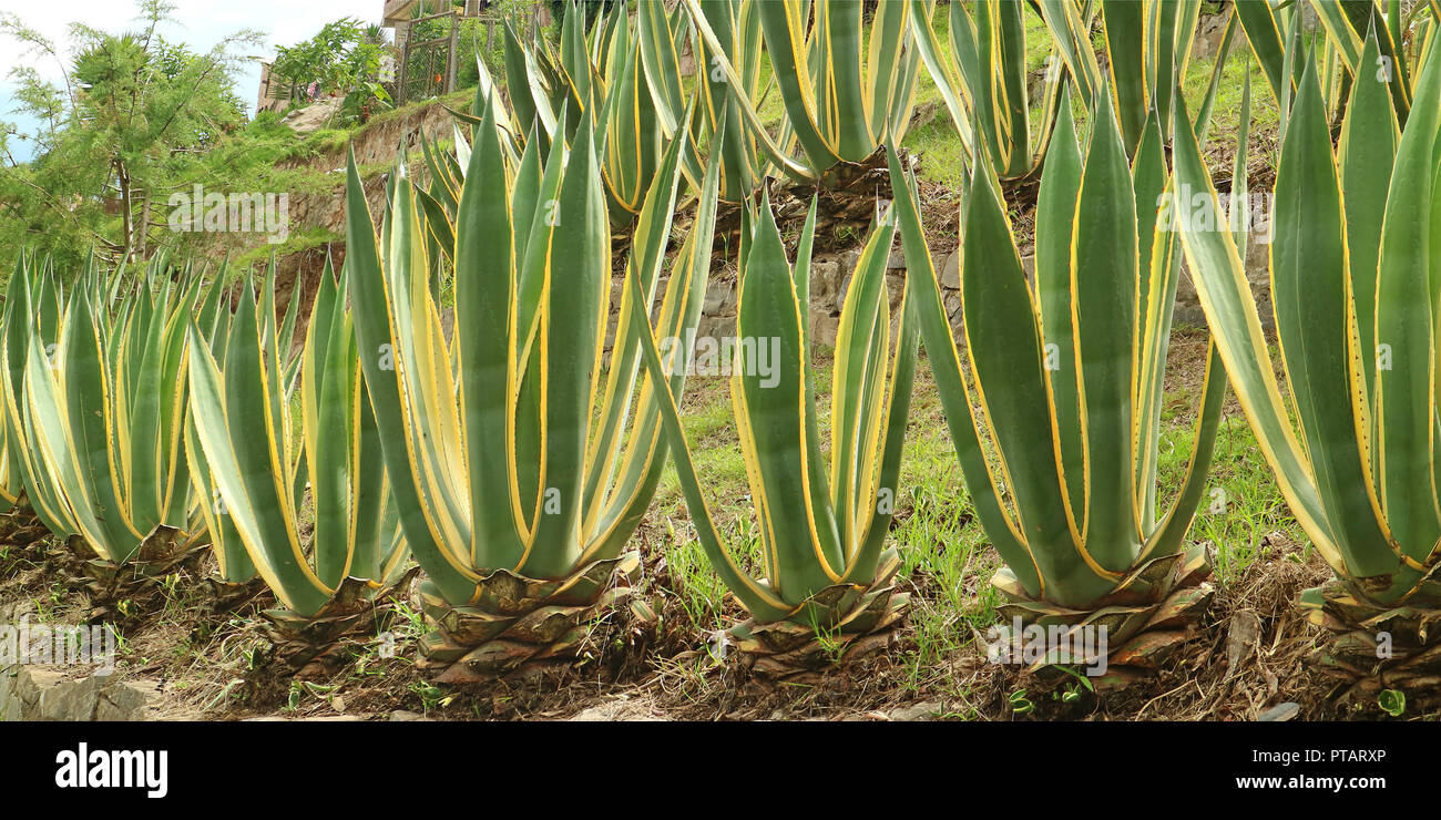 Row of vibrant color Agave plants on the hillside garden, Chachapoya ...