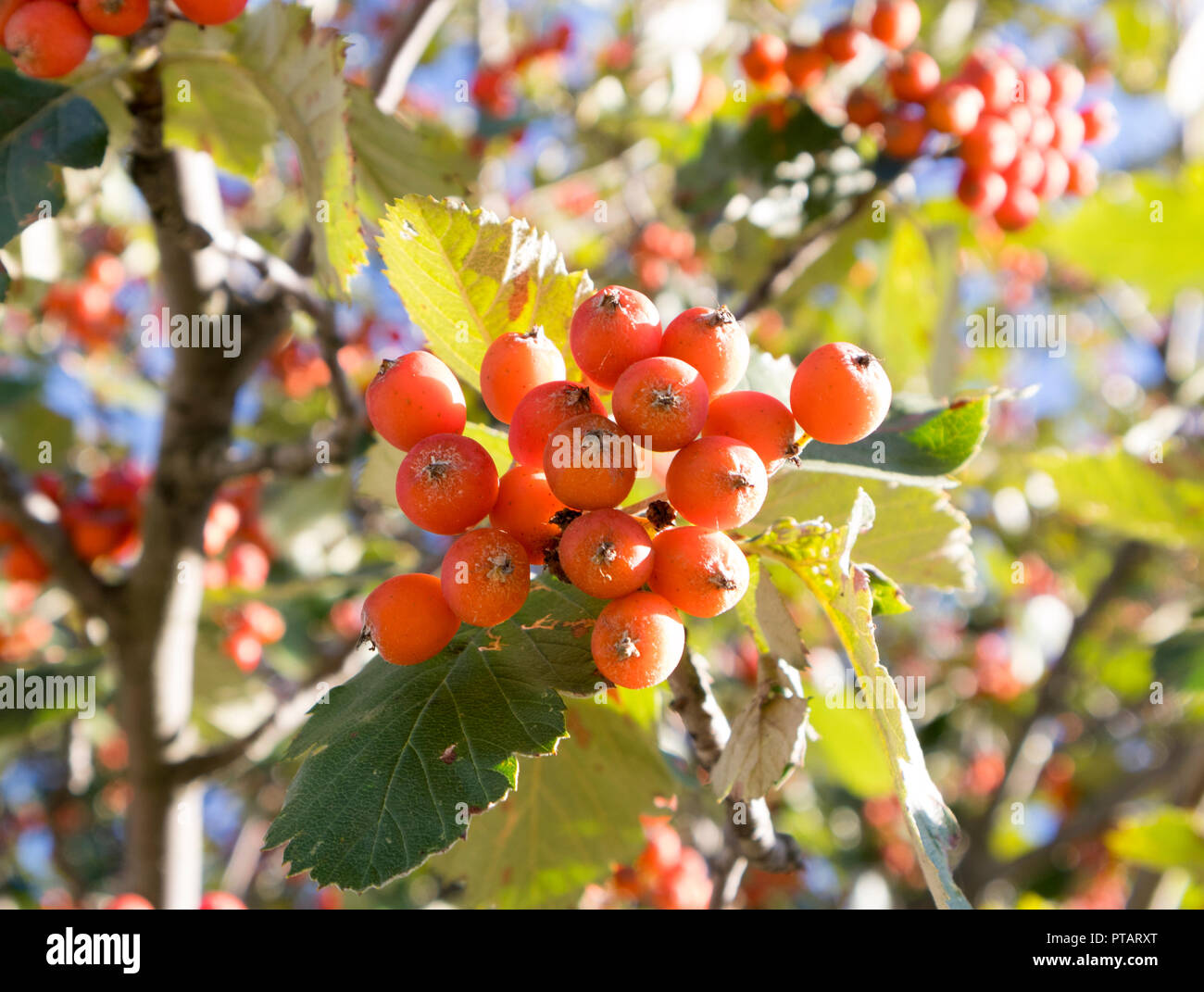 European rowan (Sorbus aucuparia) orange fruits on a branch Stock Photo ...