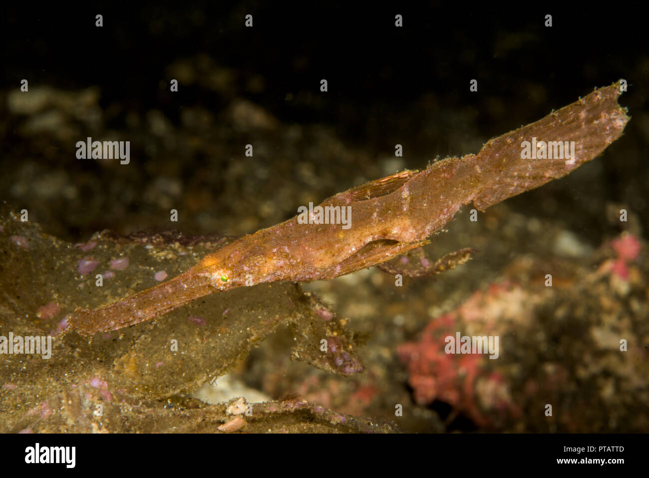 Spotted pipefish hi-res stock photography and images - Alamy