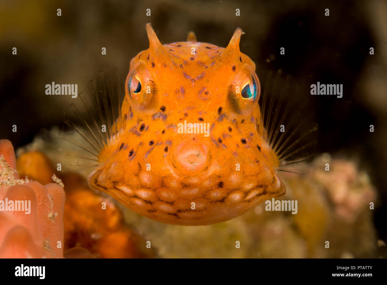 Baby Cow Fish