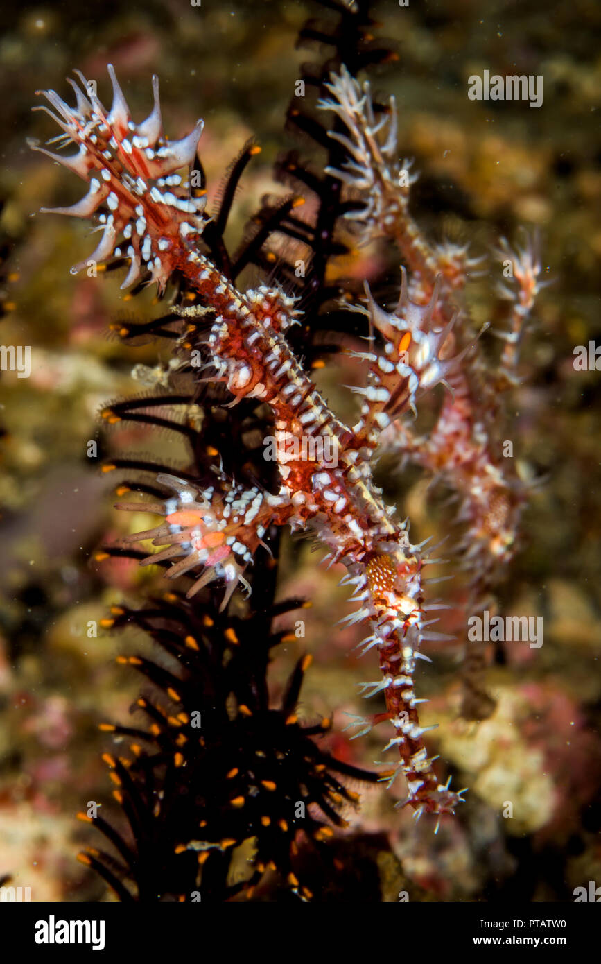 Red Ornate Ghost Pipefish High Resolution Stock Photography and Images ...