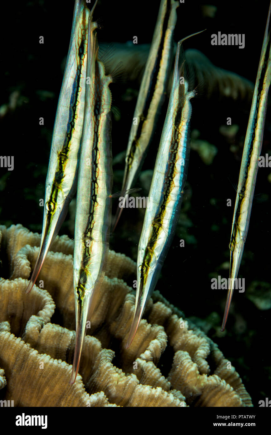 Odd Shaped Fish High Resolution Stock Photography and Images - Alamy