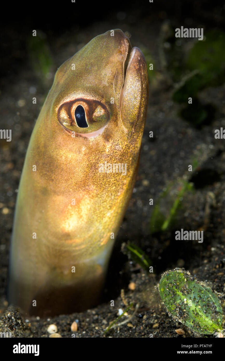Small conger hi-res stock photography and images - Alamy
