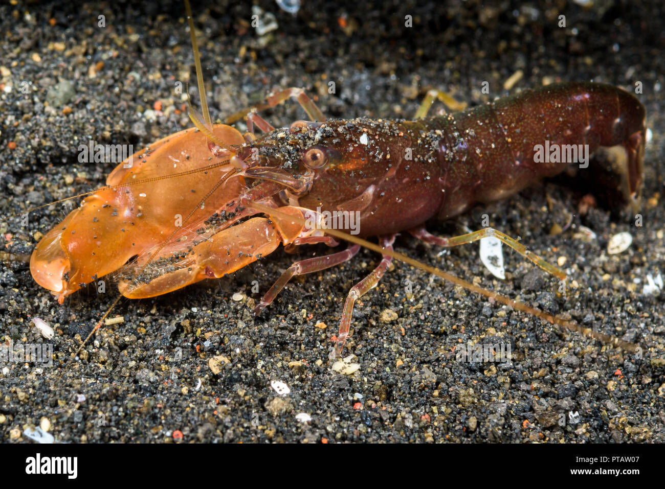 Snaping hi-res stock photography and images - Alamy