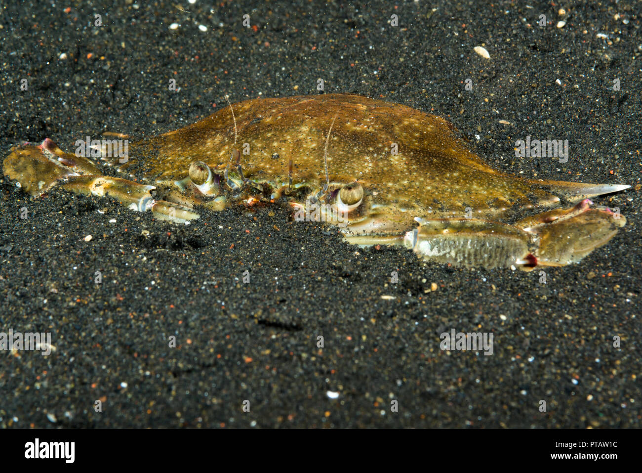 Blue swimming crab portunus pelagicus hi-res stock photography and ...