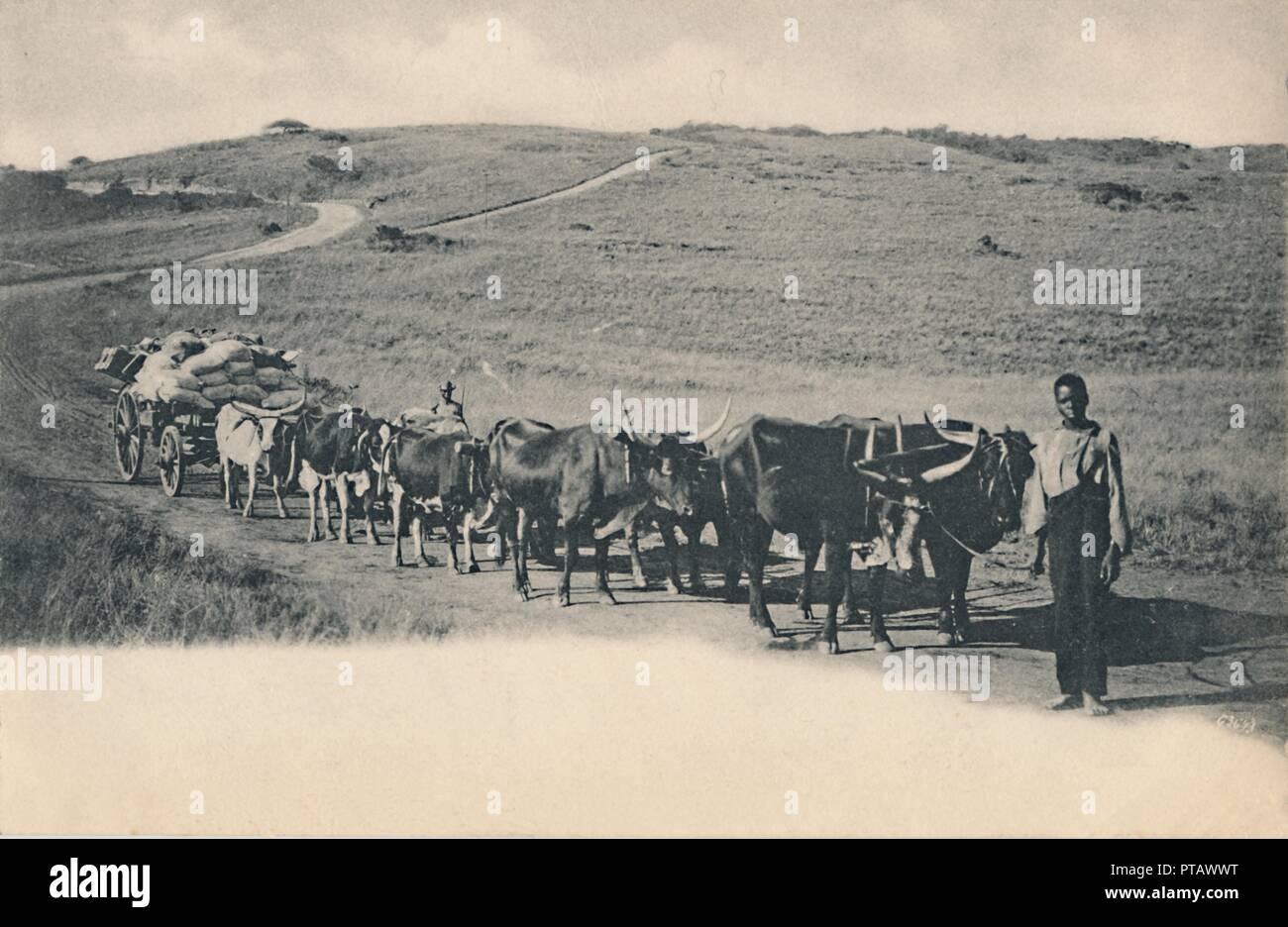 'A typical ox waggon - South Africa', early 20th century. Creator ...