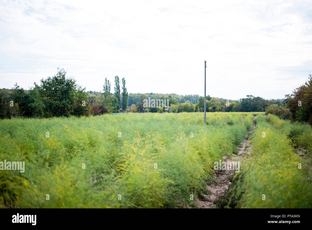 Asparagus berry hi-res stock photography and images - Alamy