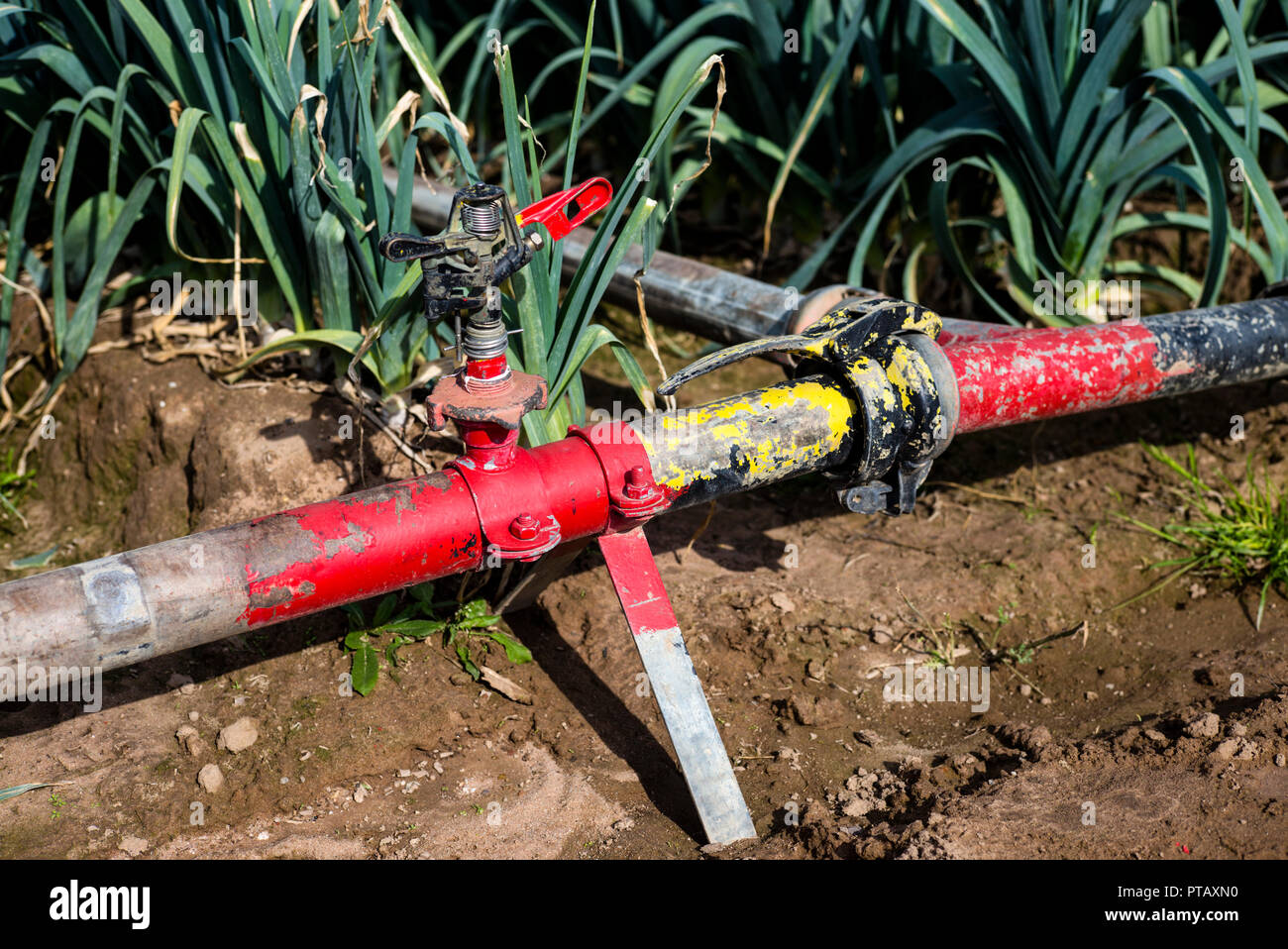 Irrigation tube and sprinkler head in a field in Southern Palatinate ...
