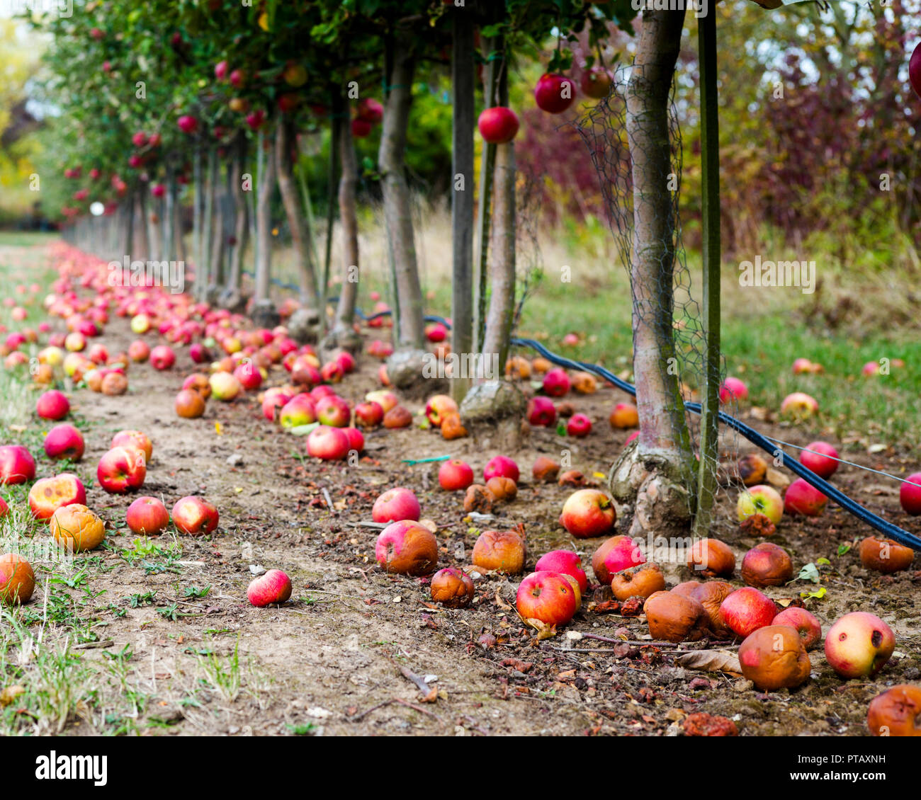 Original sin with the apple hi-res stock photography and images - Alamy