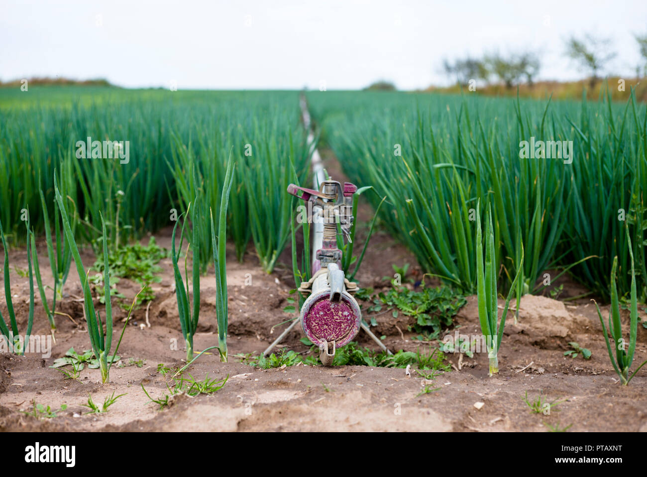 Onion irrigation field hi-res stock photography and images - Alamy