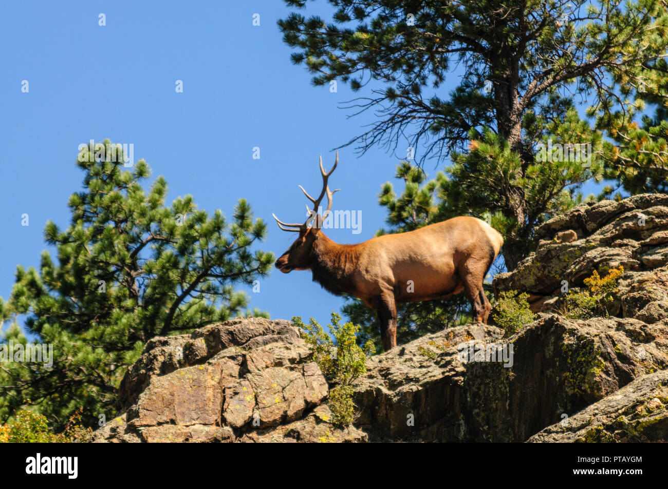 Bull Elk standing on a mountain ledge Stock Photo - Alamy