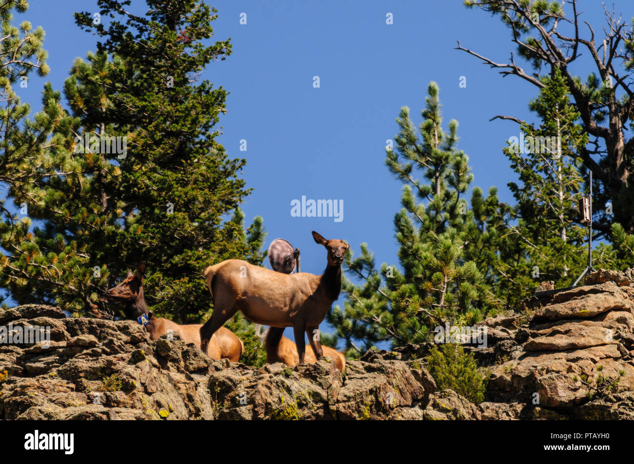 Bull Elk standing on a mountain ledge Stock Photo - Alamy