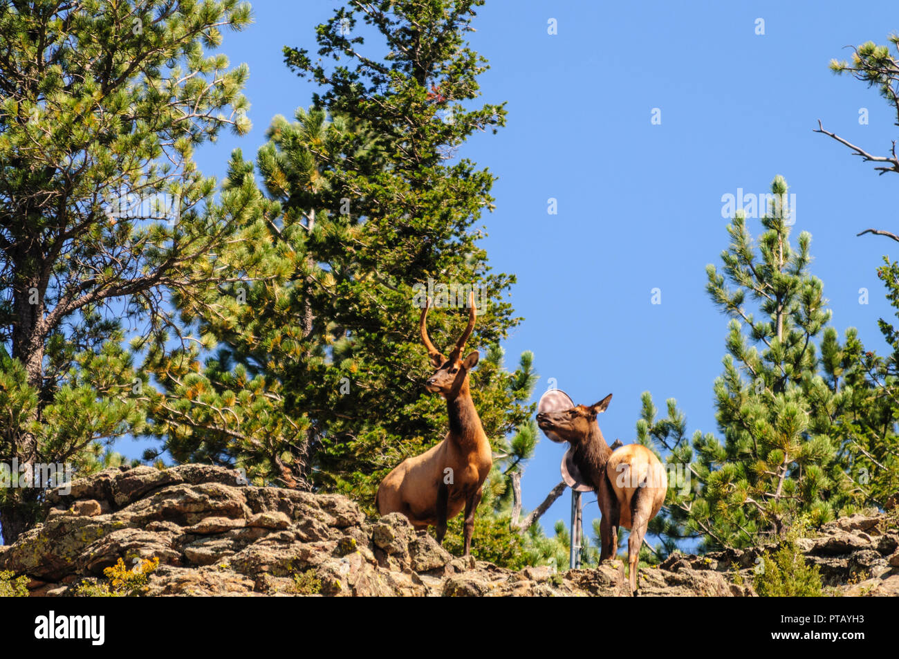 Bull Elk standing on a mountain ledge Stock Photo - Alamy