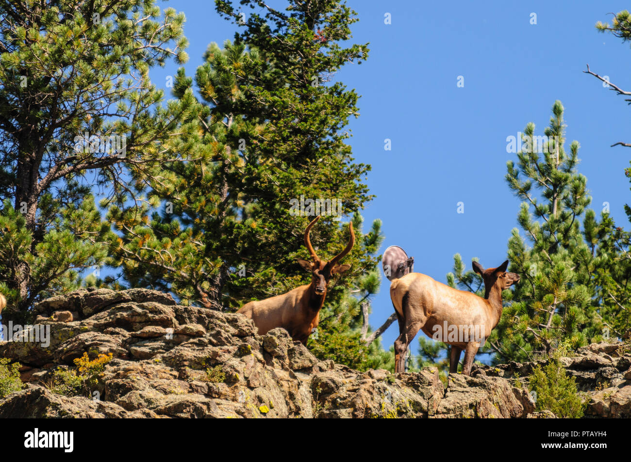 Bull Elk standing on a mountain ledge Stock Photo - Alamy