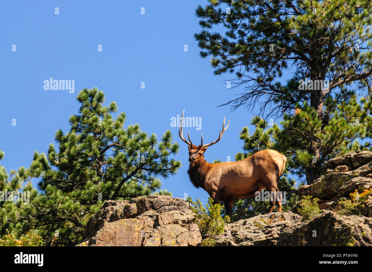 Bull Elk standing on a mountain ledge Stock Photo - Alamy