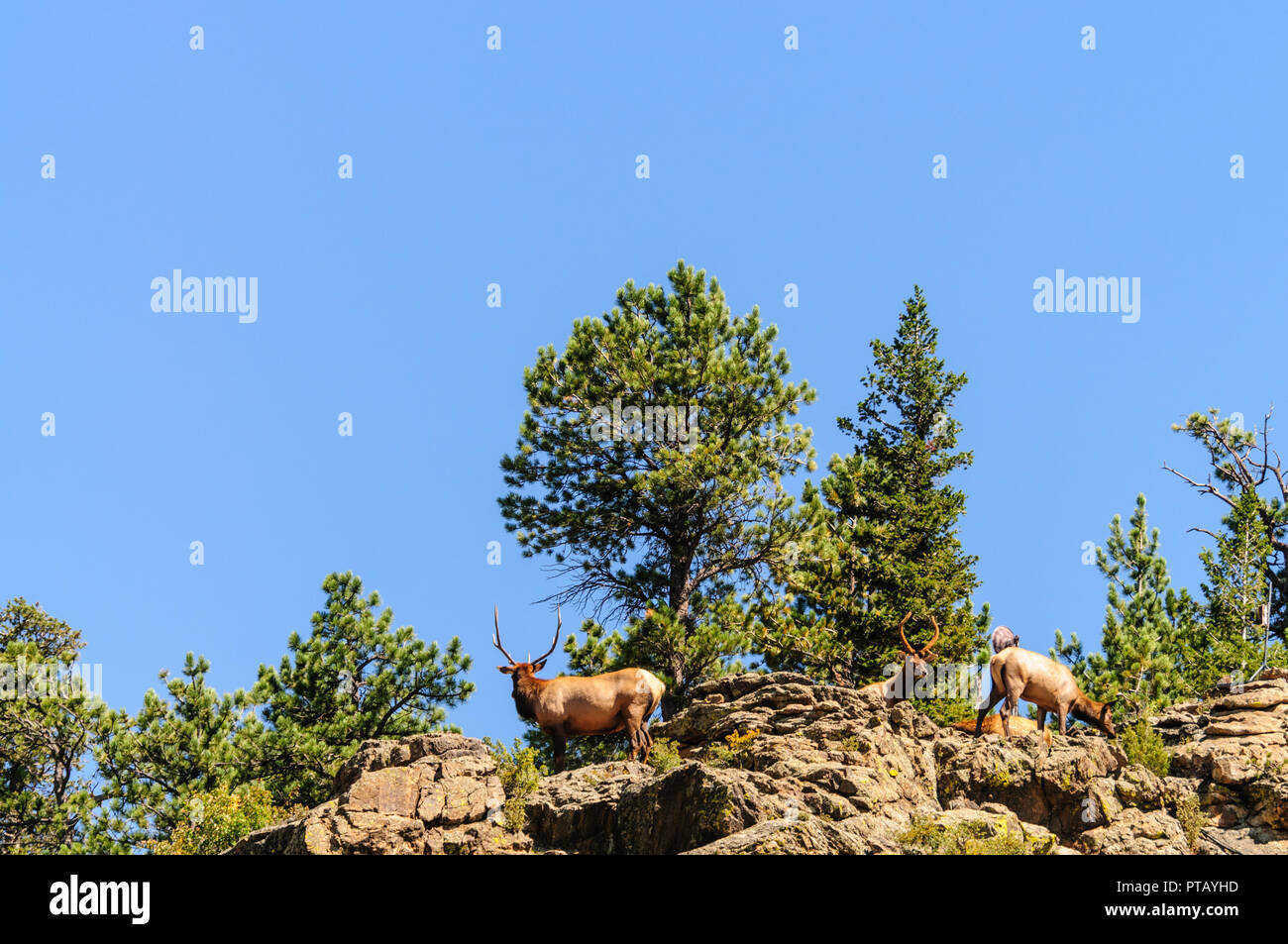 Bull Elk standing on a mountain ledge Stock Photo - Alamy