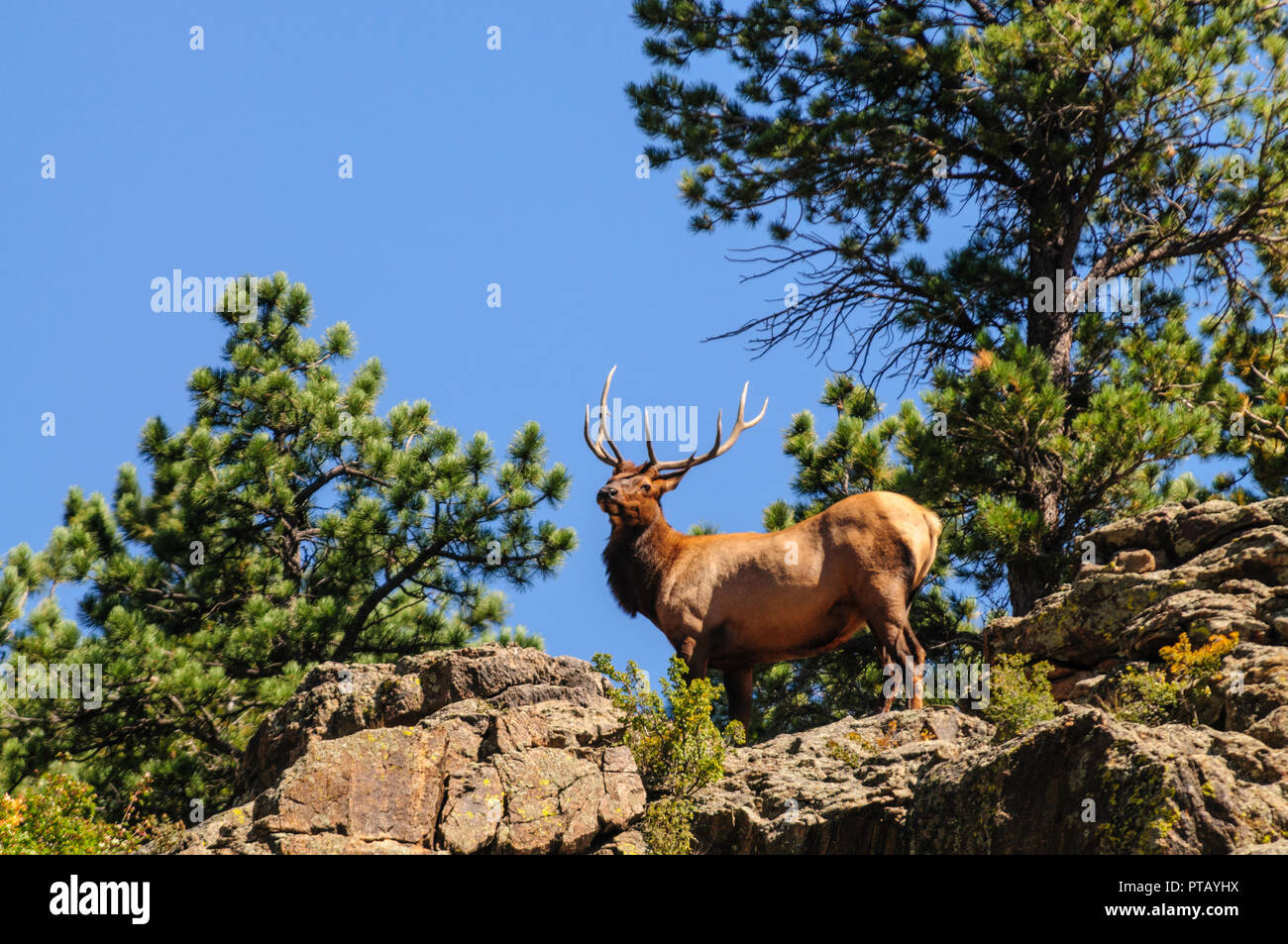 Bull Elk standing on a mountain ledge Stock Photo - Alamy