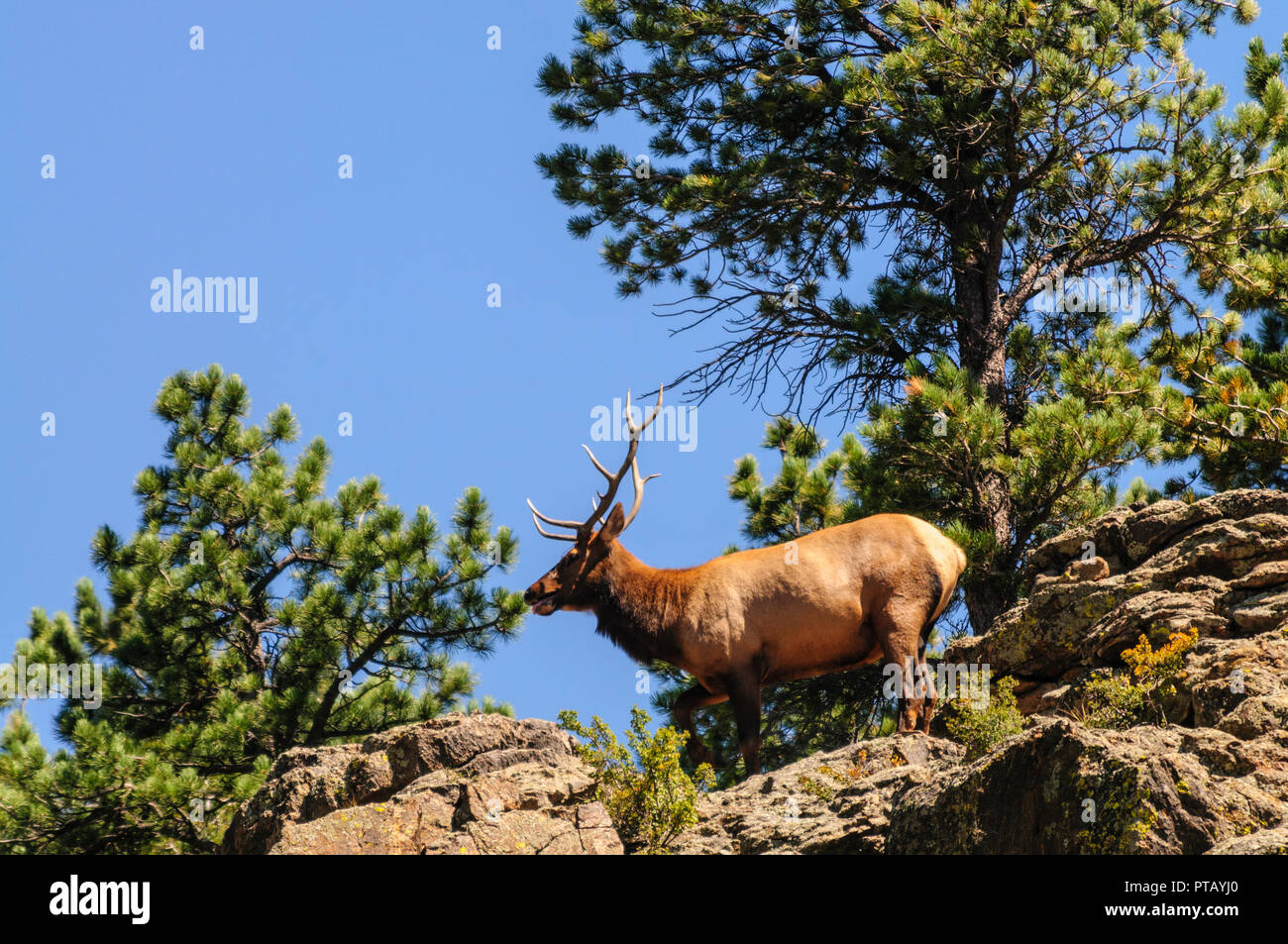 Bull Elk standing on a mountain ledge Stock Photo - Alamy