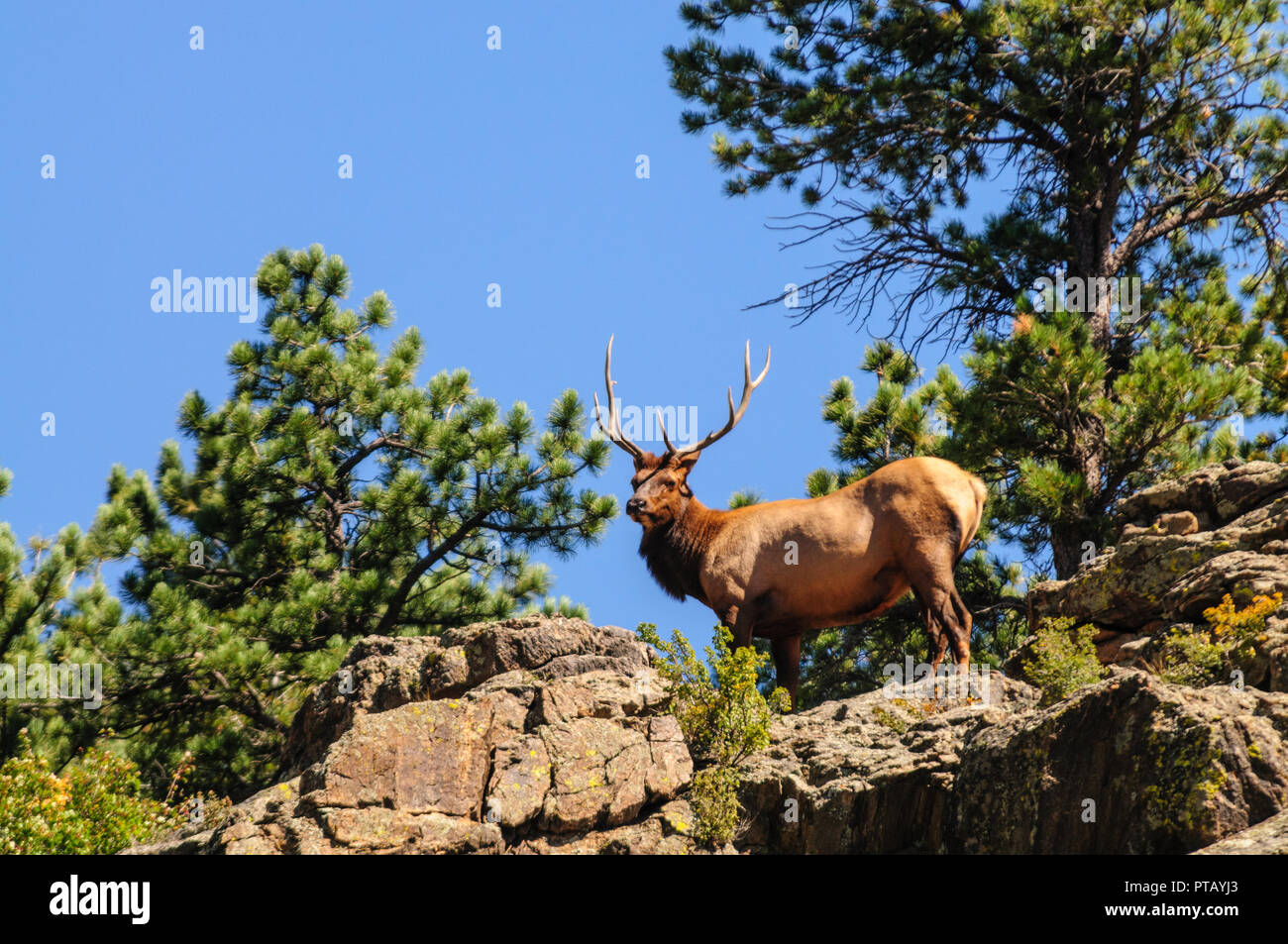 Bull Elk Moraine Park Rocky Mountain National Park High Resolution ...