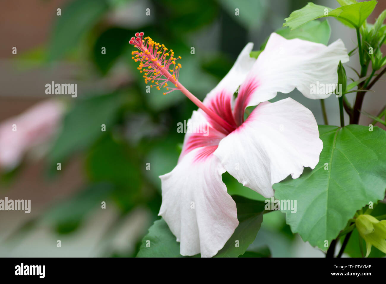 Hibiscus texture hi-res stock photography and images - Alamy