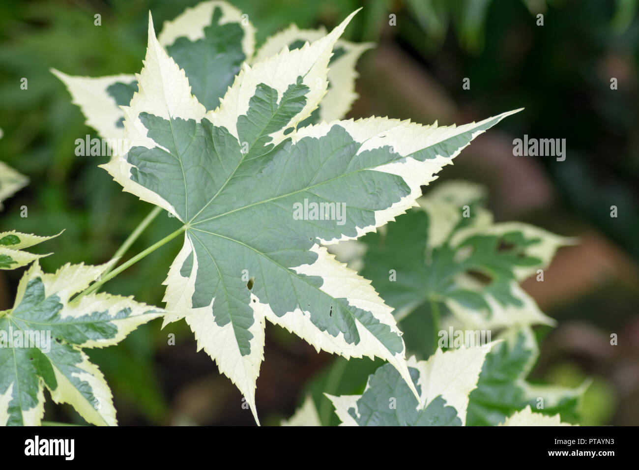 Fractal patterns nature hi-res stock photography and images - Alamy