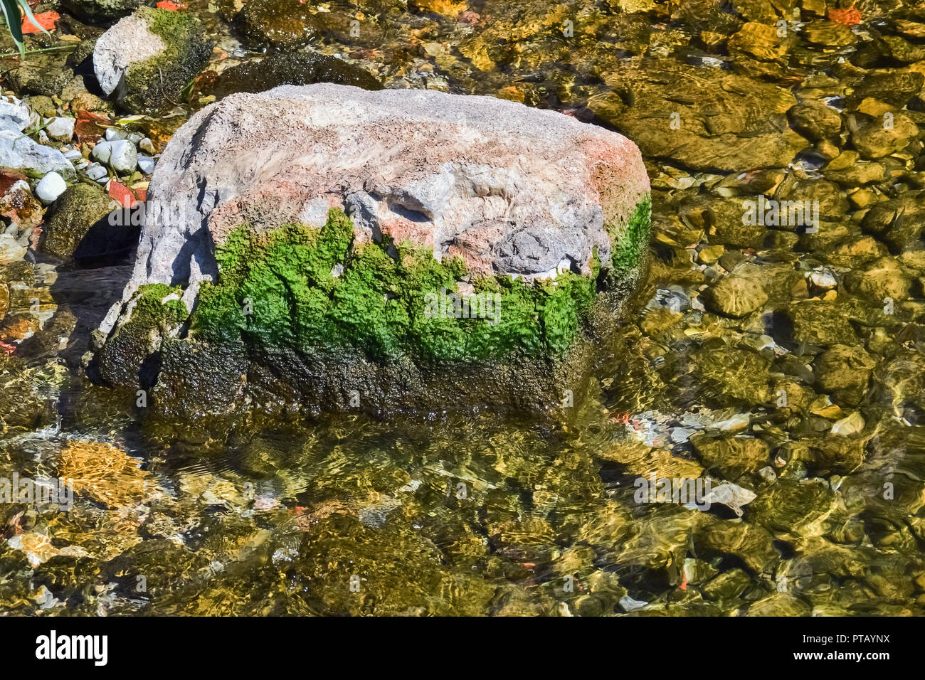 Closeup of a rock in a flowing mountain water covered with moss Stock ...