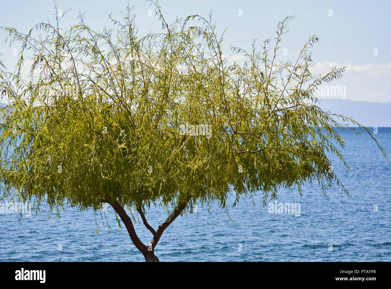 Tree growing by the lake in a peaceful summer morning Stock Photo - Alamy