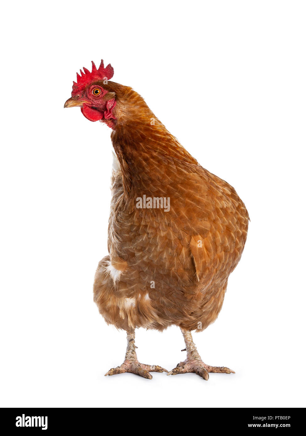 Brown Barnevelder chicken hen standing front view looking to the side ...