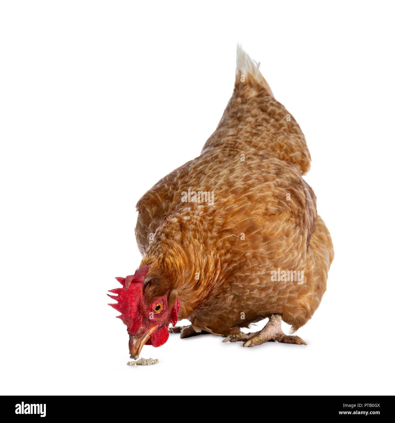 Brown Barnevelder chicken hen standing front view looking down eating ...