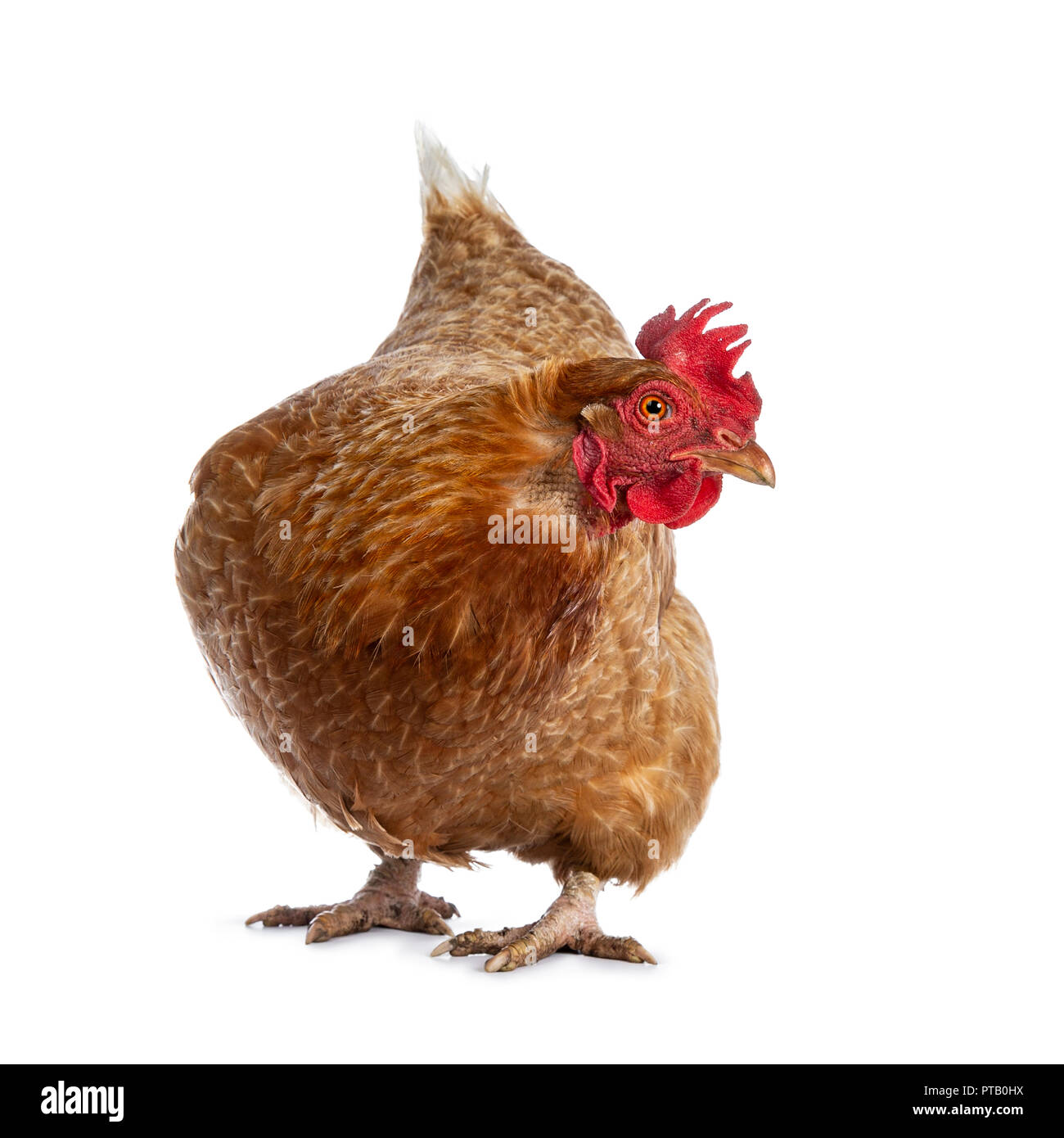 Brown Barnevelder chicken hen standing front view looking to the side ...