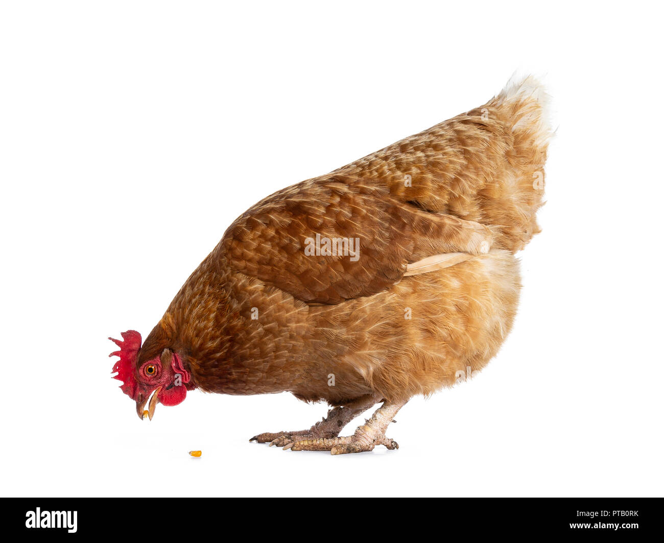 Brown Barnevelder chicken hen standing side ways eating corn, isolated ...