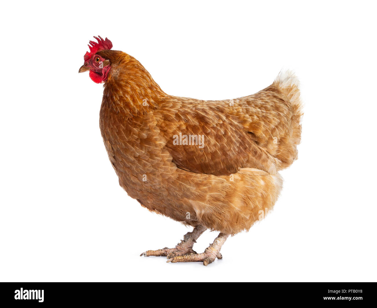 Chicken White Background