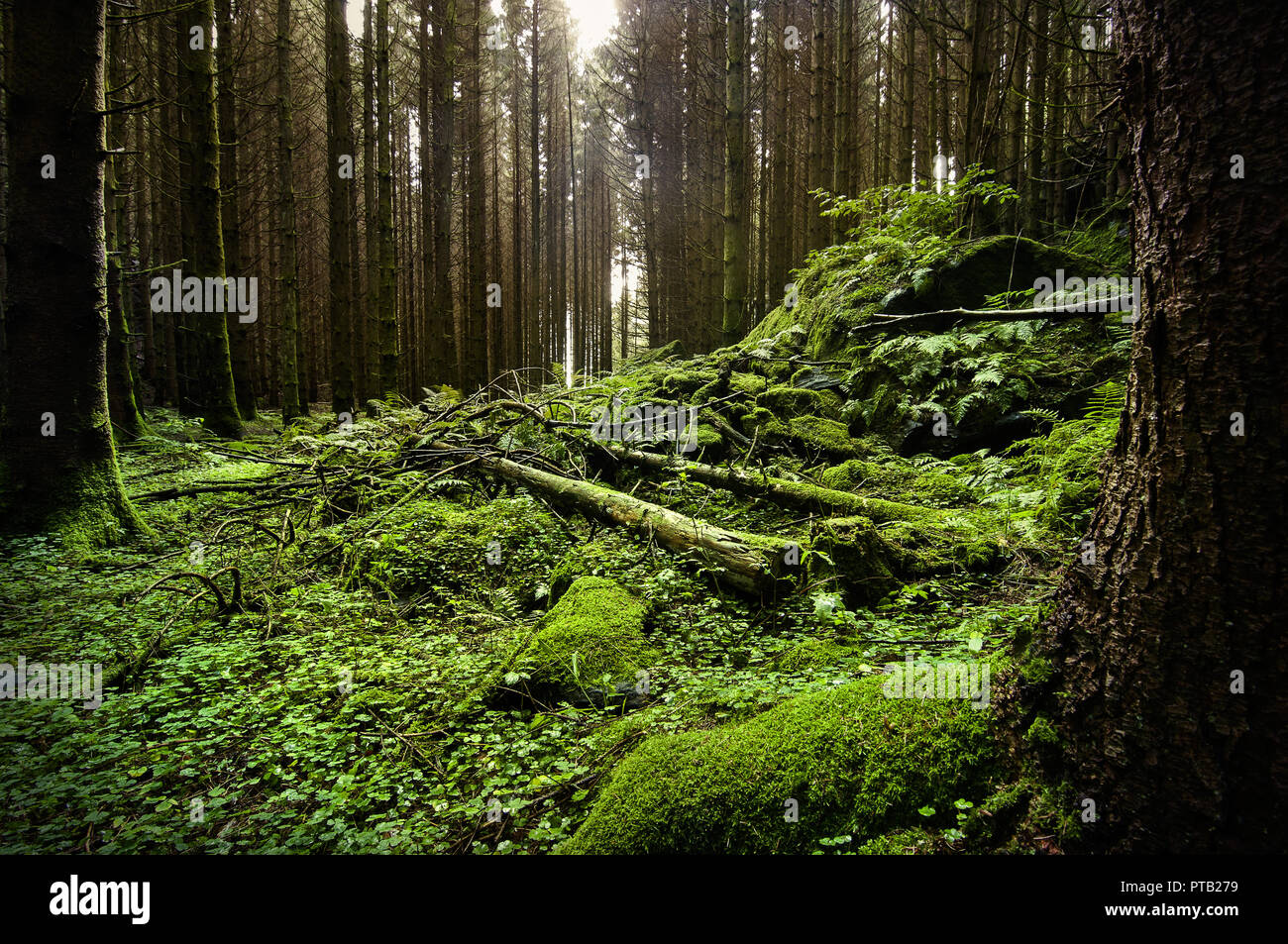 Sweden forest hi-res stock photography and images - Alamy