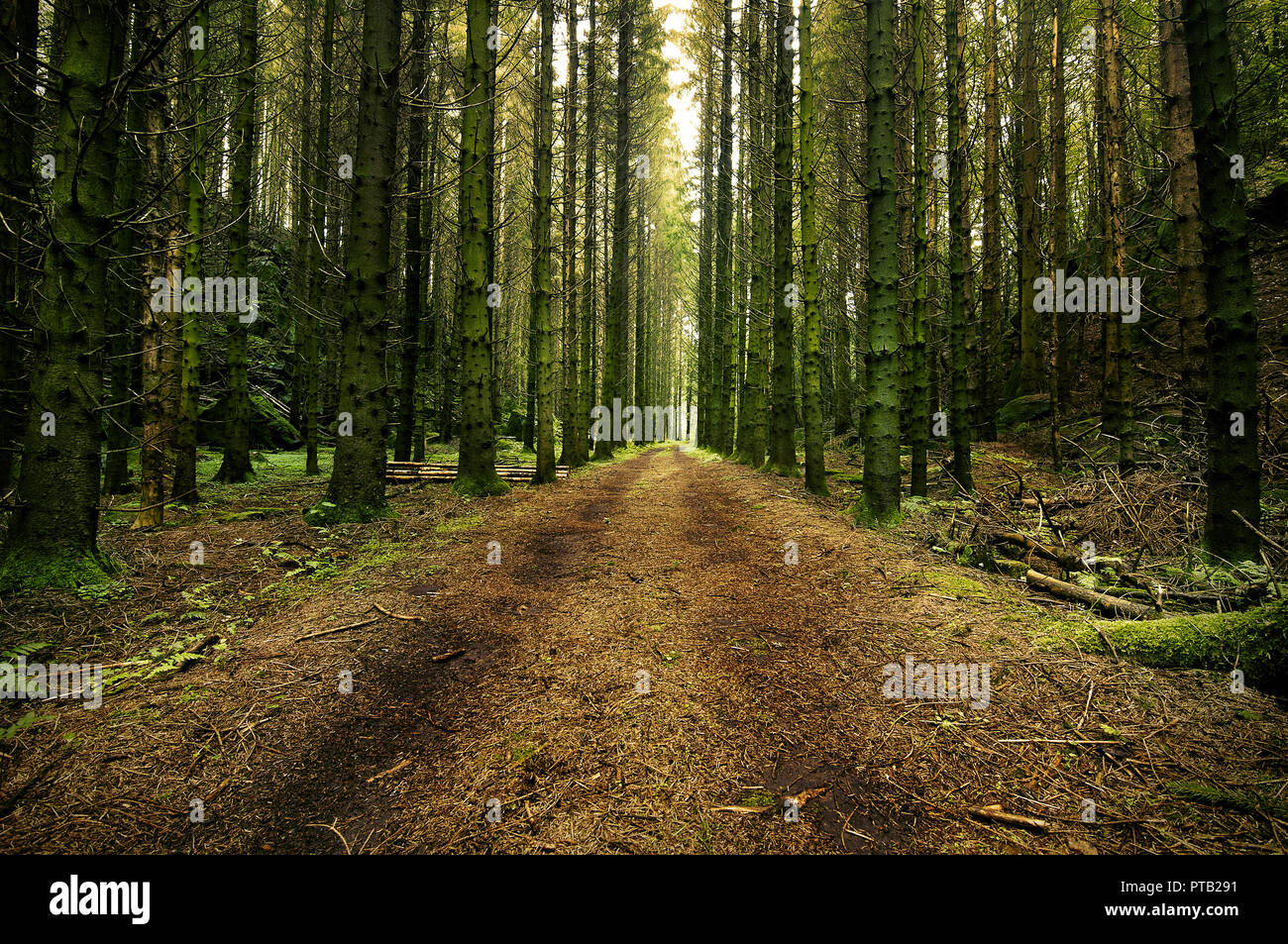 Sweden nature background hi-res stock photography and images - Alamy