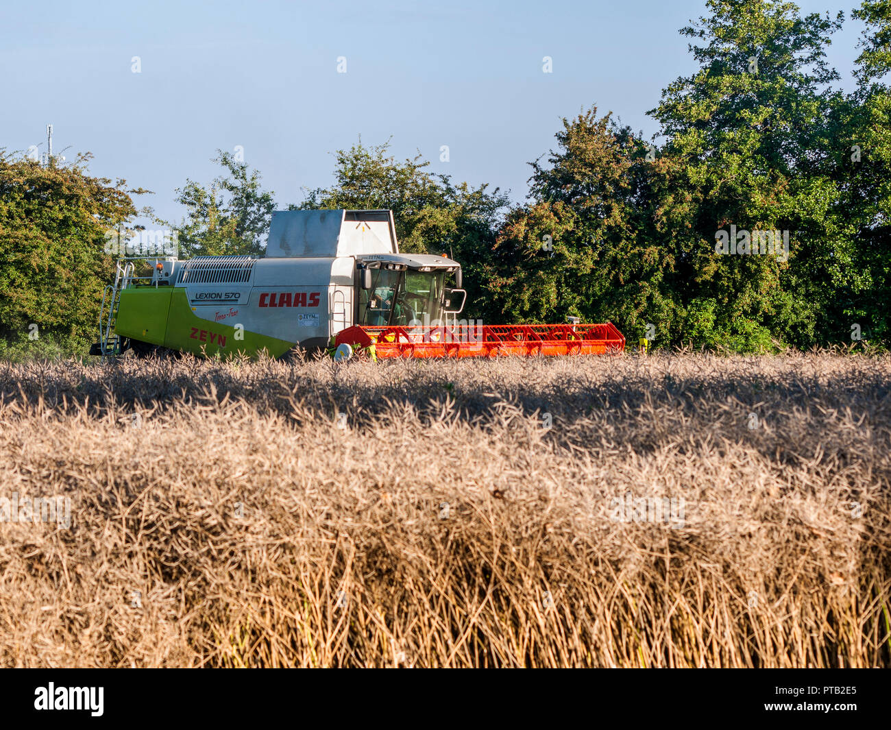Combine harvester in a rapeseed field in Niedersachsen near Barum ...