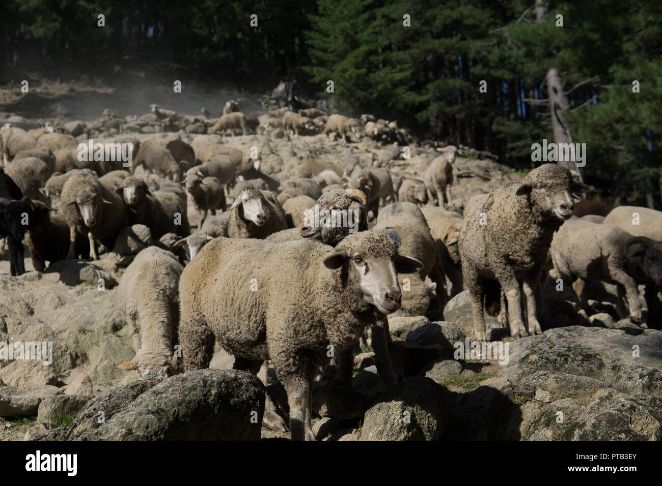 flock of sheep in the indian himalayas Stock Photo - Alamy