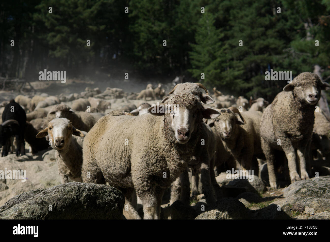 Indian sheeps hi-res stock photography and images - Alamy